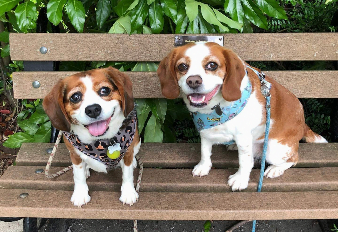 TRAVEL TEAM - JETSET ADVENTURE PETS