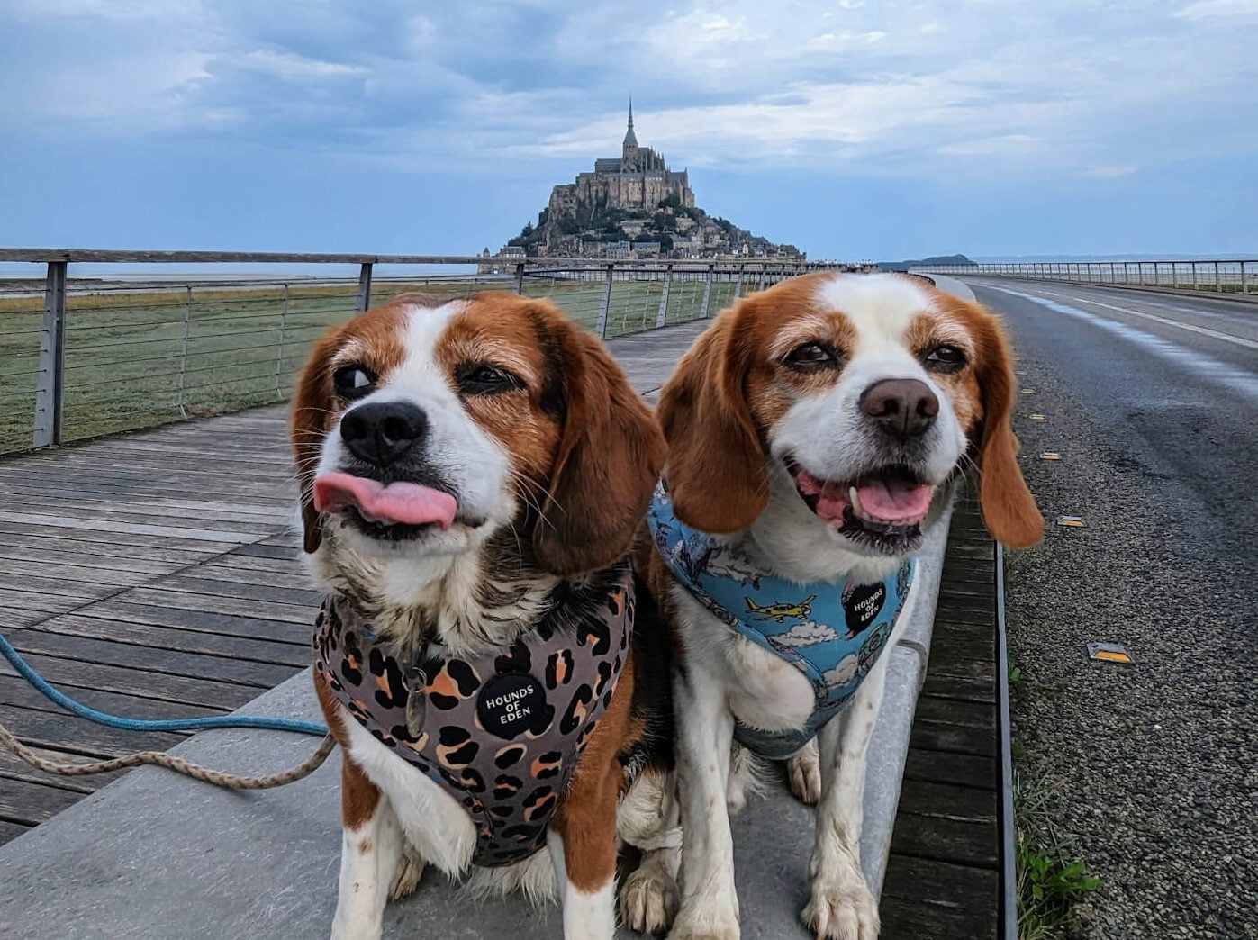 TRAVEL TEAM - JETSET ADVENTURE PETS