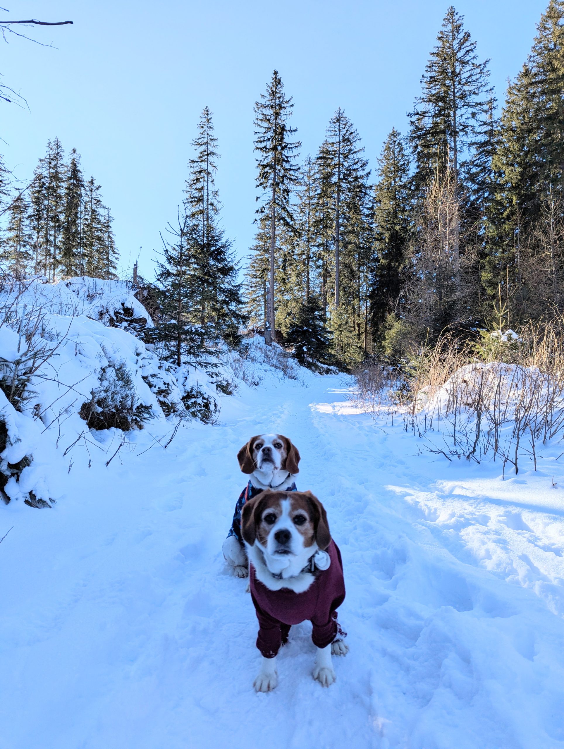 Skiing in Slovakia - JETSET ADVENTURE PETS